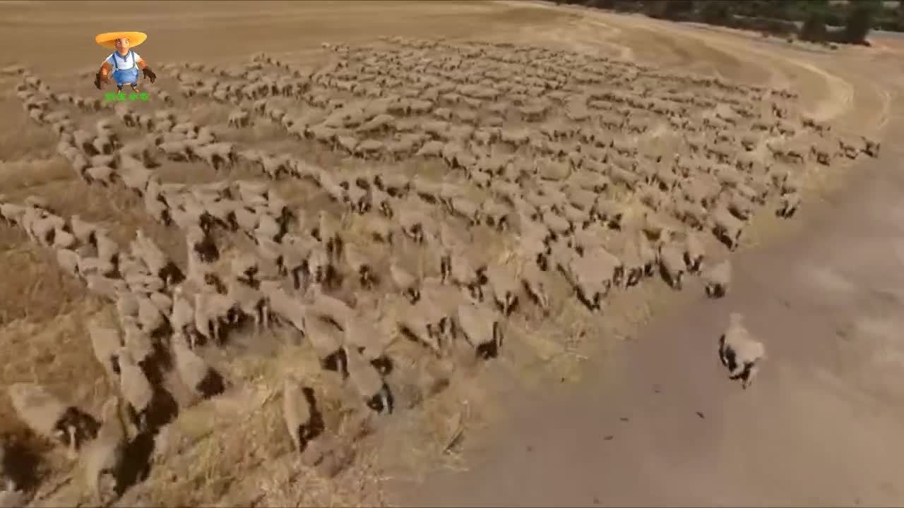 高空观看羊群,羊群不停地变换队形!