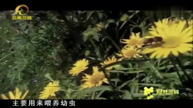 蜜蜂竟也会跳舞?工蜂的圆圈舞和8字舞,是为了传递信息