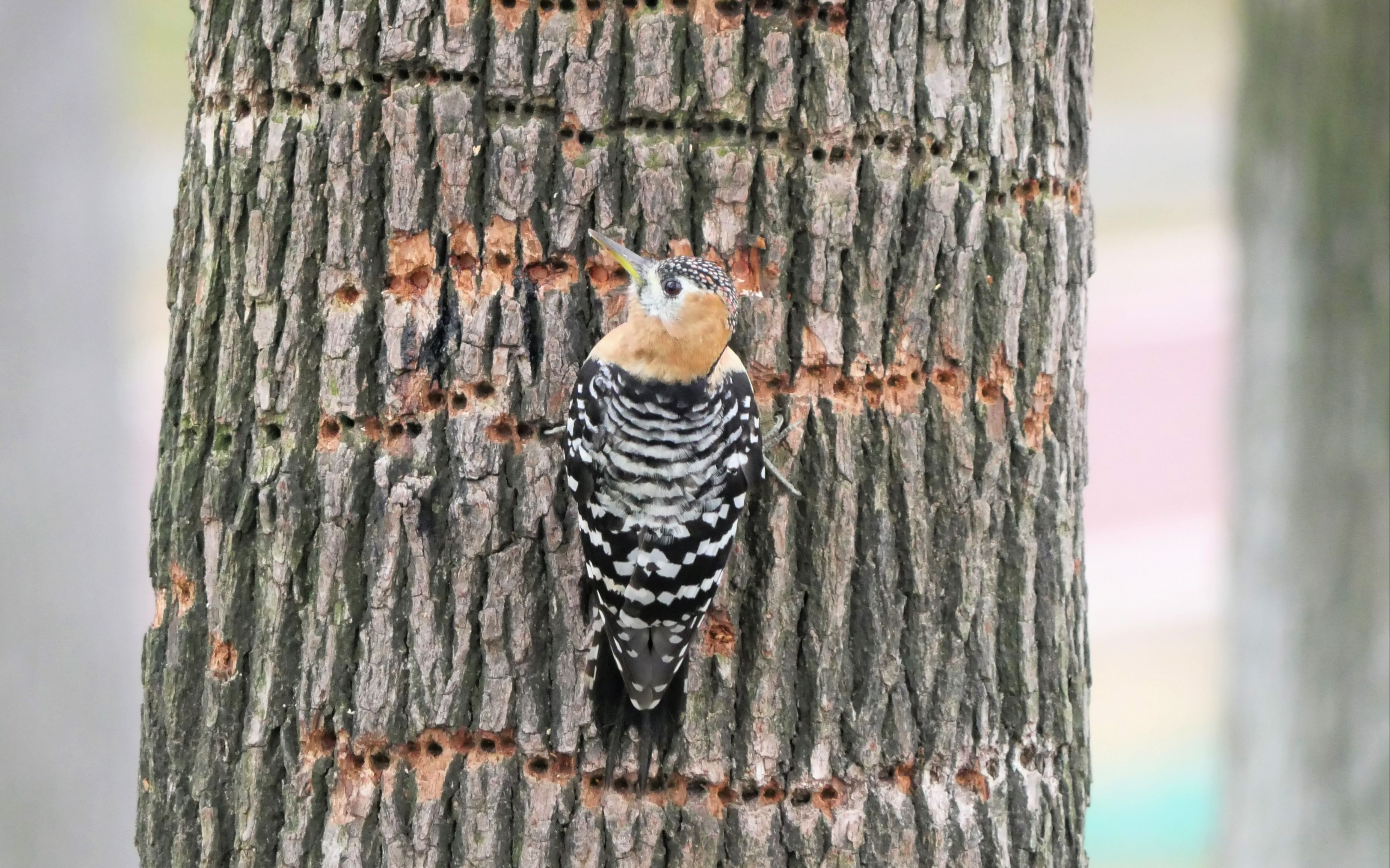 树:你别啄了,没虫! 鸟:我不信,我要检查检查 树:检查个鬼,老子是香樟树啊!
