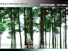 下一个林业发展的方向—林业碳汇