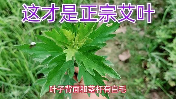 农村艾叶全是宝,它到底有啥作用?一起来看看!