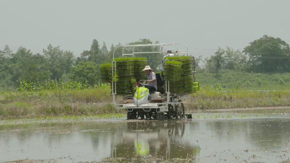 颠覆你的认知!这种水稻抛秧机1小时作业10-12亩,一天轻松100亩