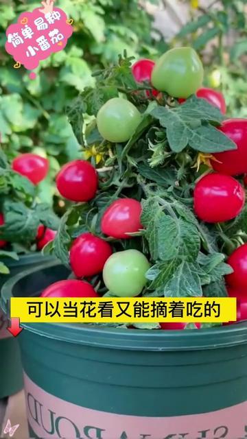 花盆种植矮生番茄,长不高结果多,味道酸甜爽口家庭种植阳台种植