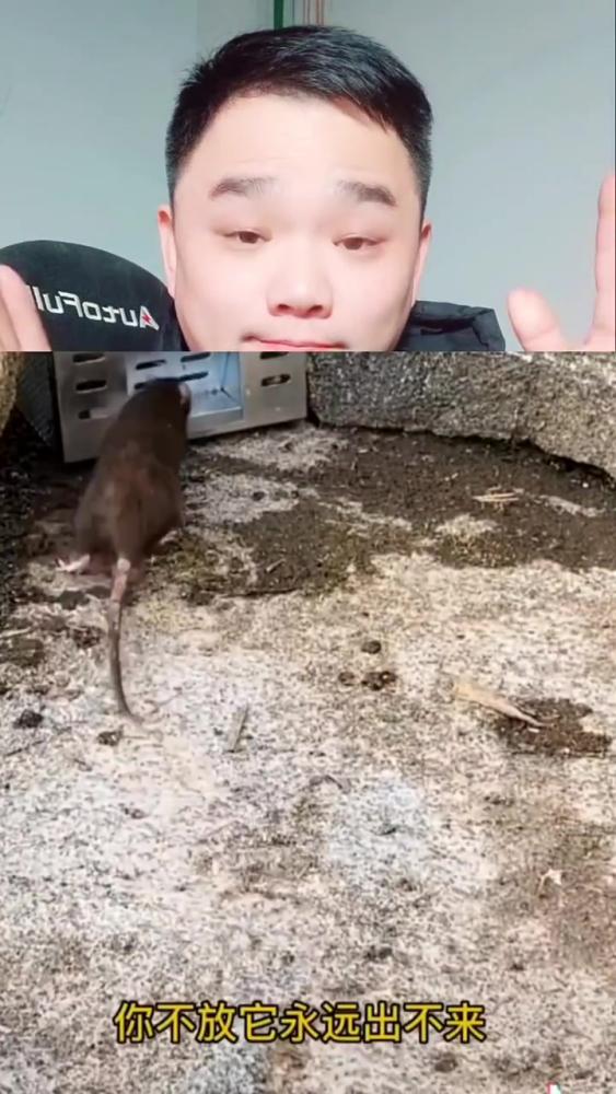 家里有老鼠,很简单用这个捕鼠笼,就能够轻松抓老鼠~