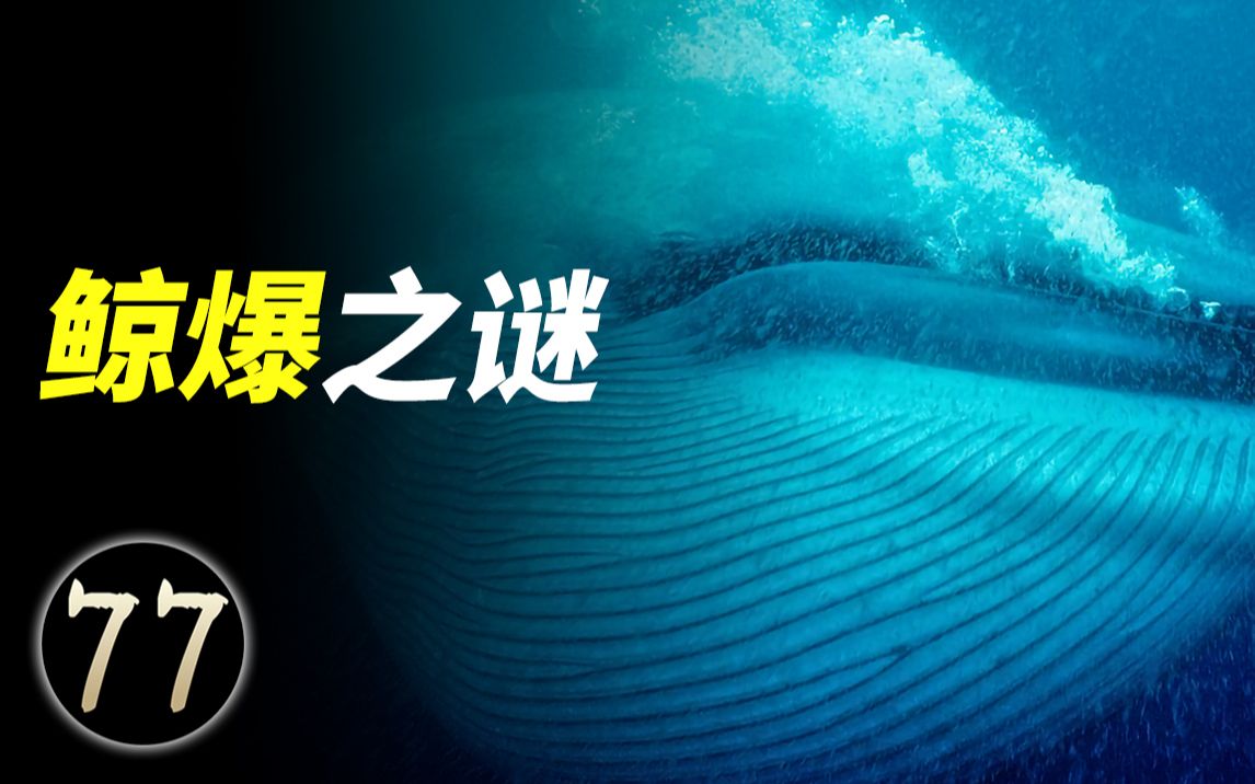 为什么鲸鱼死后不能靠近?大自然的生物炸弹,解开鲸爆之谜