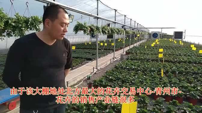 年入20万双面坡温室大棚案例分析,带大棚造价及投入产值