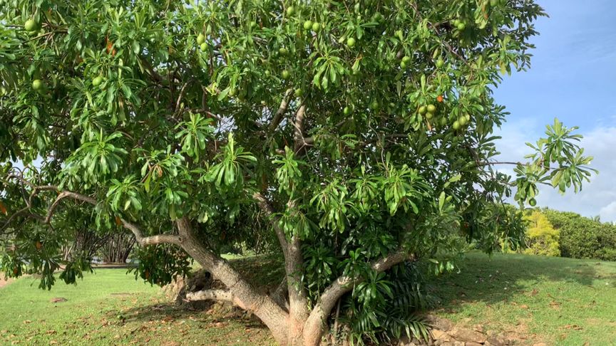 好大一颗芒果树,上面有好几百个果实