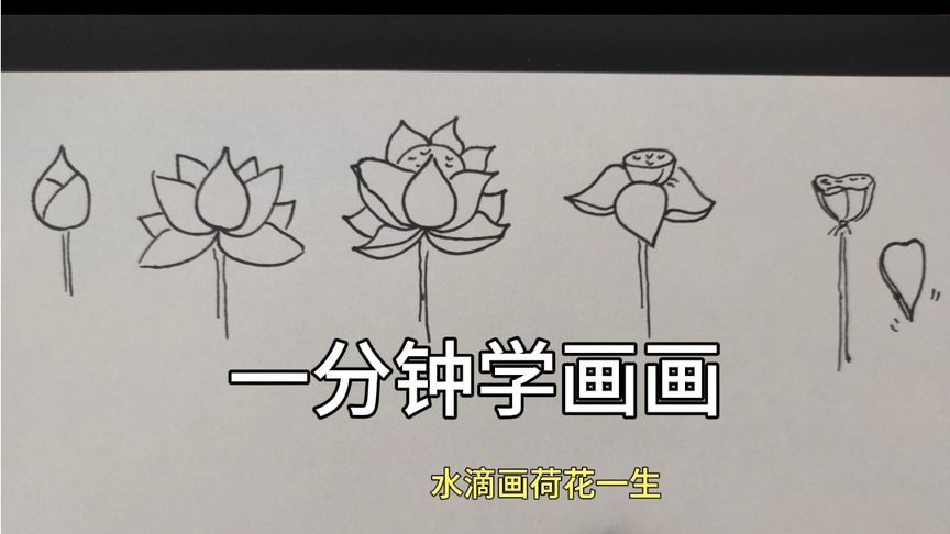 超级简单的水滴,画荷花一生。
