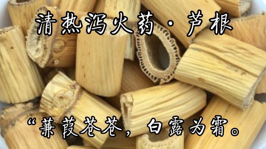 清热泻火药•芦根,分享芦根的相关知识,功效,性味与归经等。