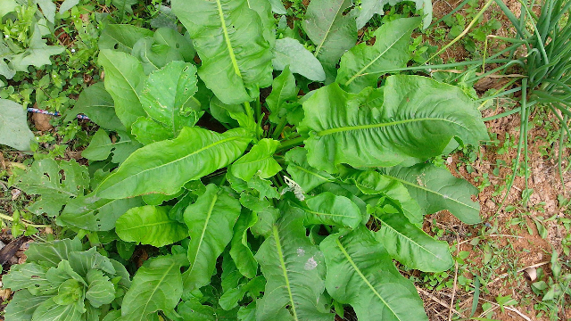 1种农村常见野菜,是天然的"抗生素",被人们格外喜爱