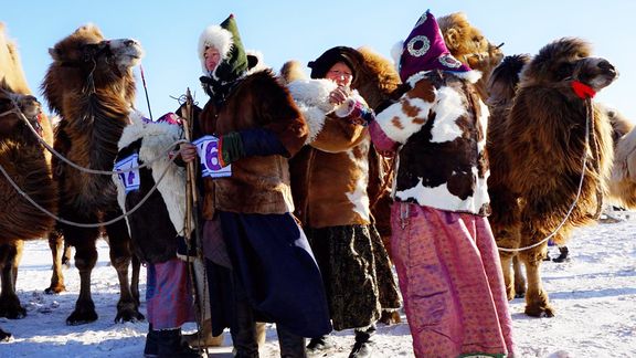 厉害!12只骆驼疑被“整容”,选美“前途”无奈被阻,压力山大