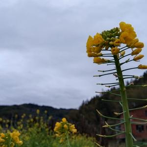 手绘小雅 