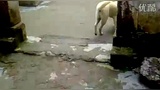 狗咬狗的重磅新闻