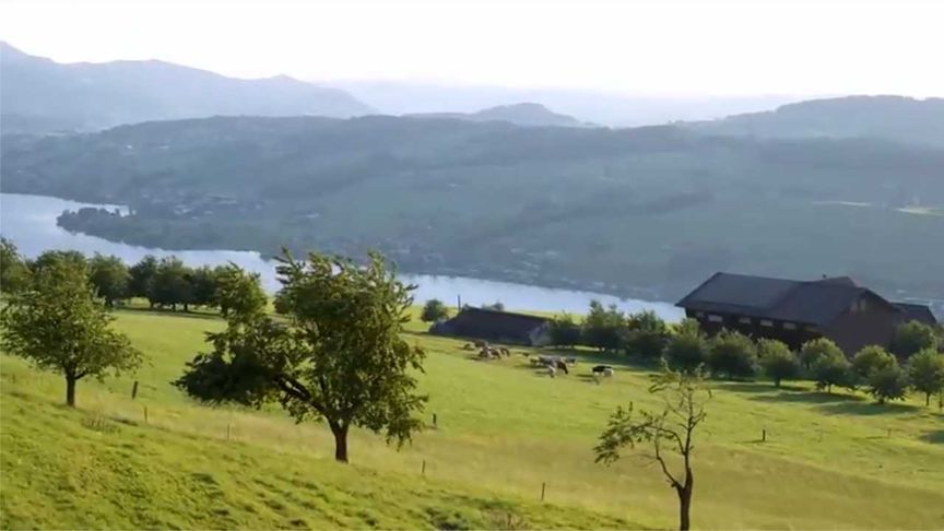 【疗愈放松】微风吹来 树枝轻轻地摇晃着 散发出沁人心脾的清香