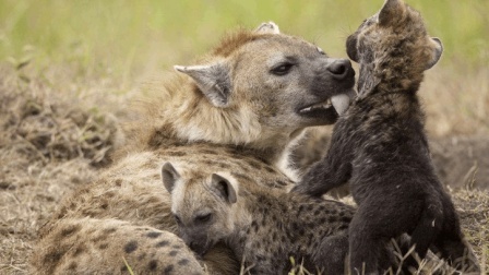 鬣狗长的真是神奇,雌雄难分,因为两个下面一模一样
