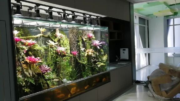 新作品出炉了!热带雨林造景缸!