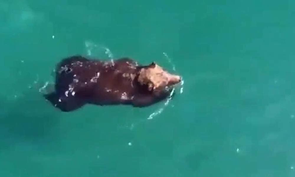 男子意外拍到不明生物,难道是"水怪"?拉近镜头后男子心凉了