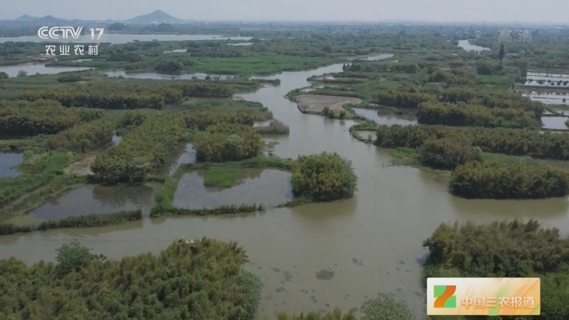 [中国三农报道]3月22日“世界水日” 恢复水生态 水里有草 岸边见绿