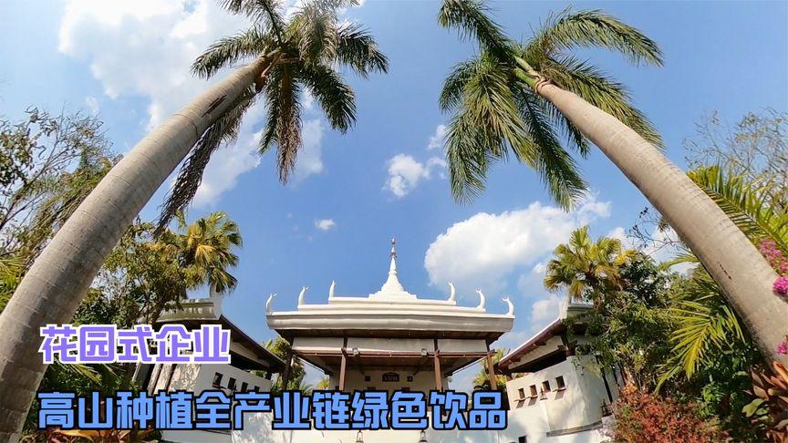 后谷咖啡有点甜,老黄参观民族企业,种植到加工全产业链绿色饮品
