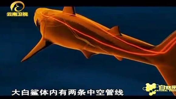 大白鲨体内有两条中空管线,里面布满毛细血管,可以感应到震动