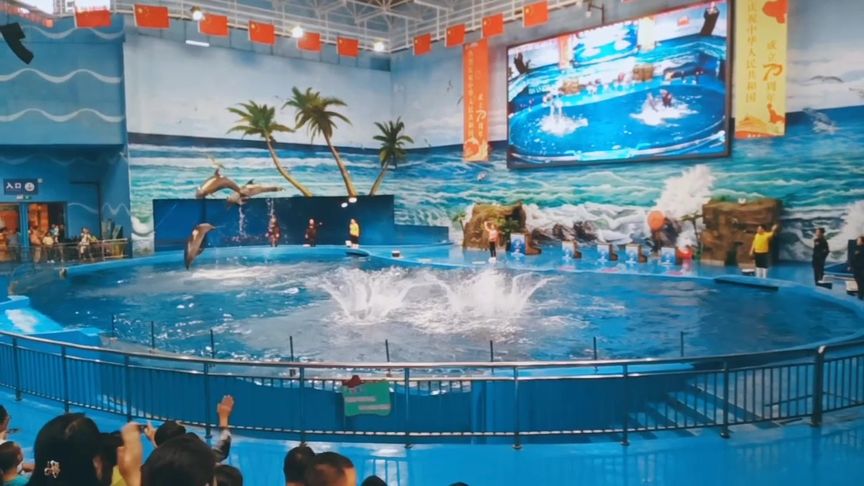 海洋世界 这样的海豚表演不要错过