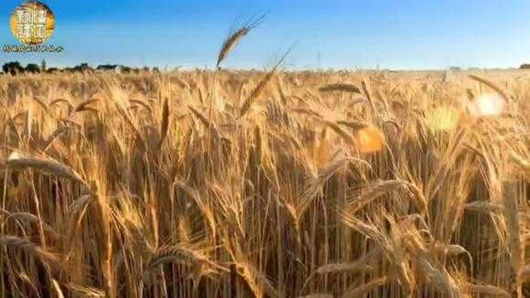 自治区级地方储备粮轮换竞价销售交易#剪西创作激励计划 #新疆