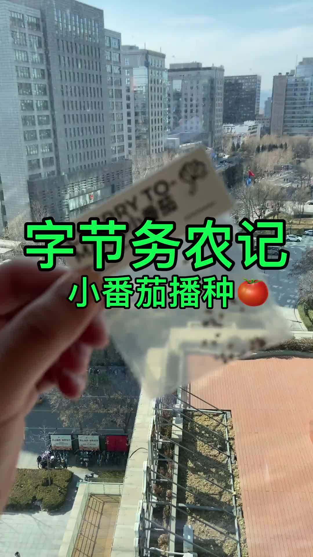 「字节务农记」小番茄播种