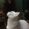 三白想养猫 