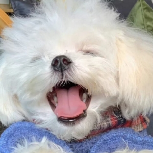 所有星星都到齐了 