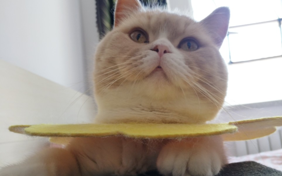 众所周知,猫的反应速度是猫的7倍。还有,不懂就问,棉签能勾走猫的...