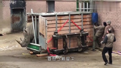 动物园正在转移犀牛,犀牛突然冲出来,场面太惊险了
