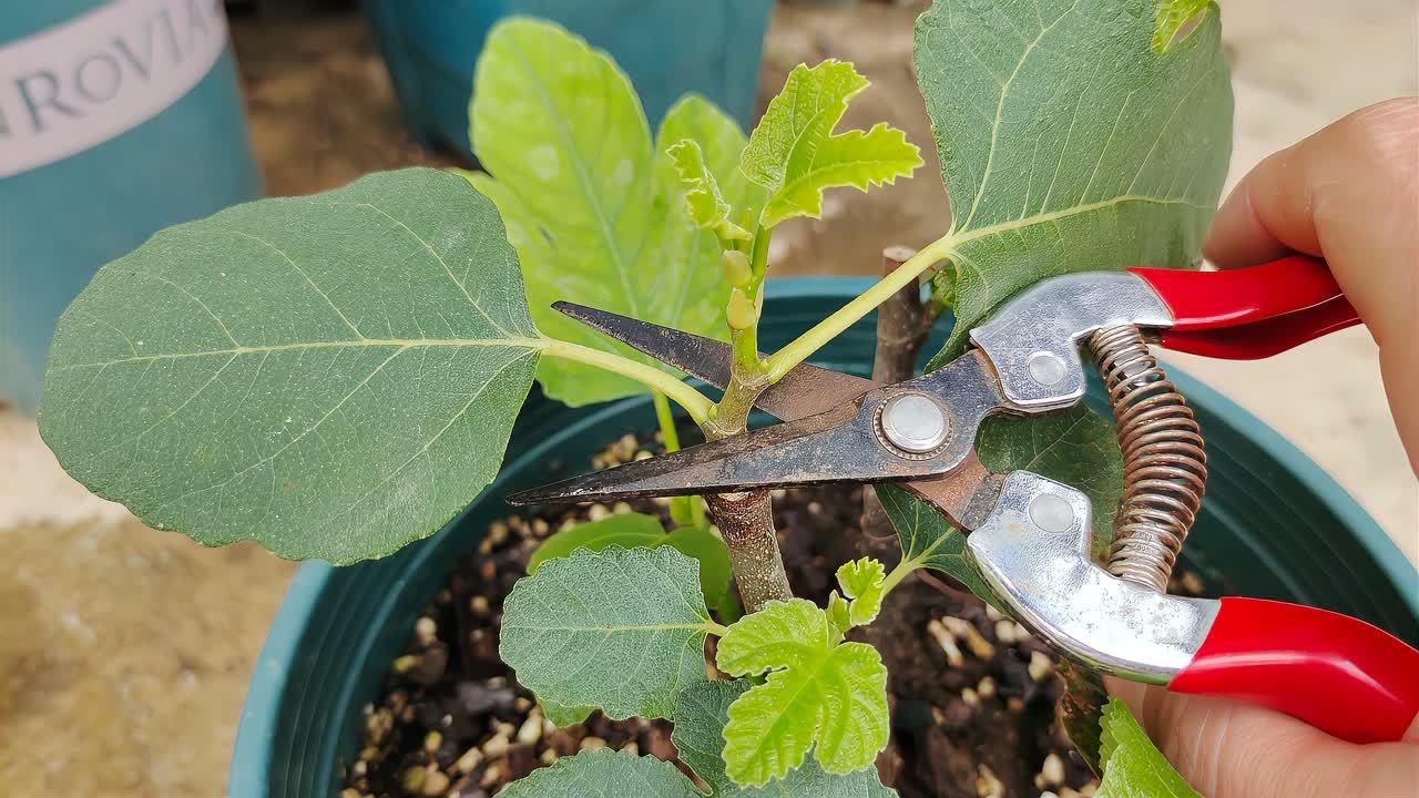 无花果还没挂果,在这里剪2刀,分枝多挂果就多了