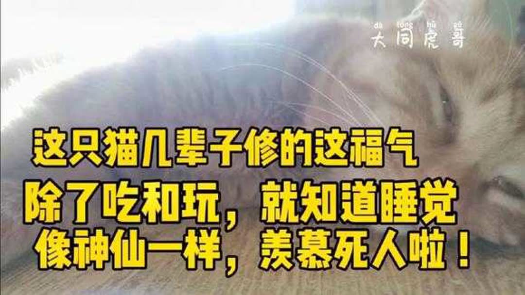 这猫几辈子修的这福气除了吃喝玩就知道睡觉像神仙一样羡慕死人啦