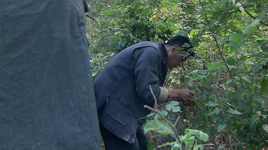 大叔摘野草制造药,结果让日军全部拉肚子,连门卫都忍不住了