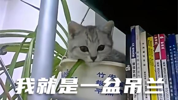 动物们的搞笑的奇葩表现让人捧腹大笑14