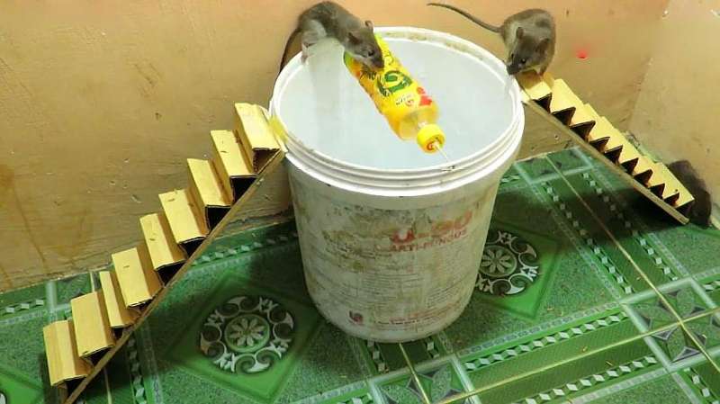 制作一个捕鼠器对于捕鼠专家来说再容易不过了,桶制捕鼠!