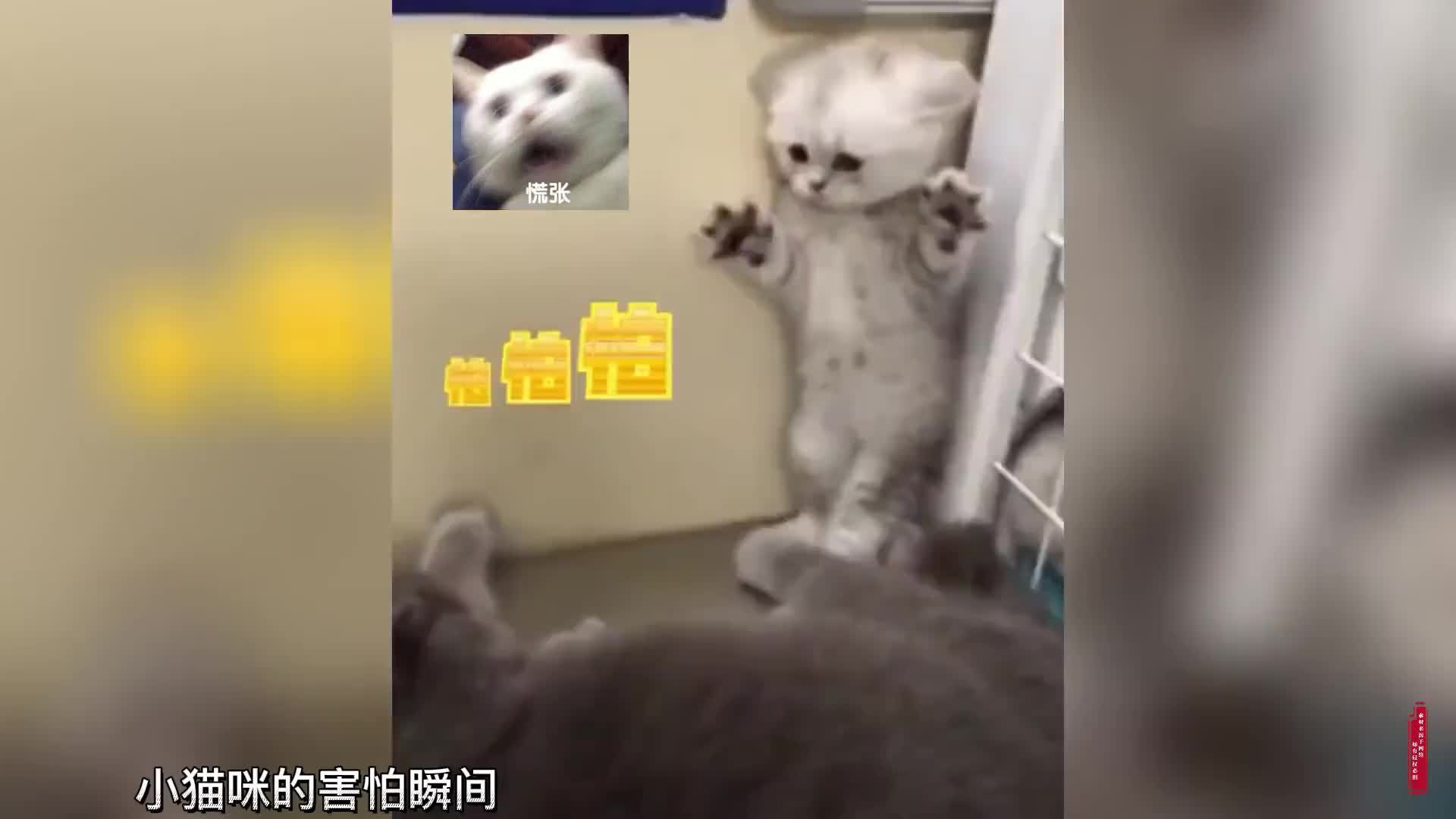 小猫咪的害怕瞬间,真实且可爱:真正的胆小如鼠!