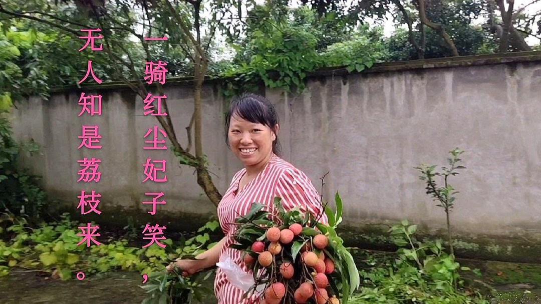 荔枝熟了,带着老婆到果园摘荔枝,一次摘了这么多回家慢慢吃