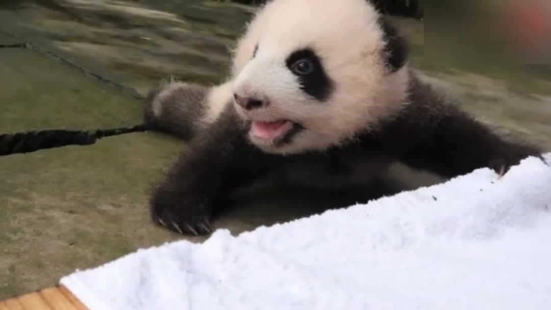 原来熊猫是这样长成的,生长过程让人目瞪口呆