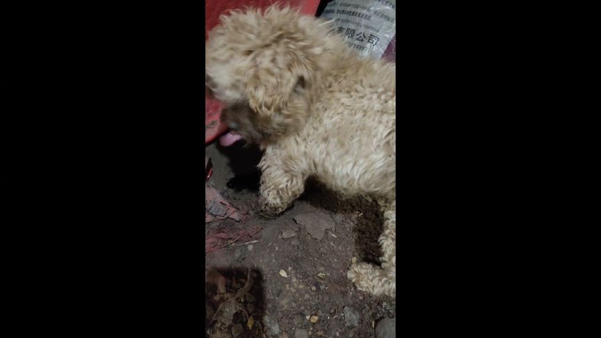 家里老鼠猖獗小串串狗操碎了心