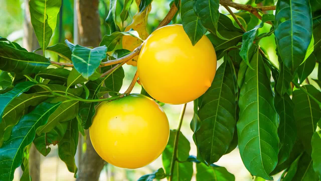 30元一斤的黄晶果,口感清凉像燕窝,蜜味十足营养高!