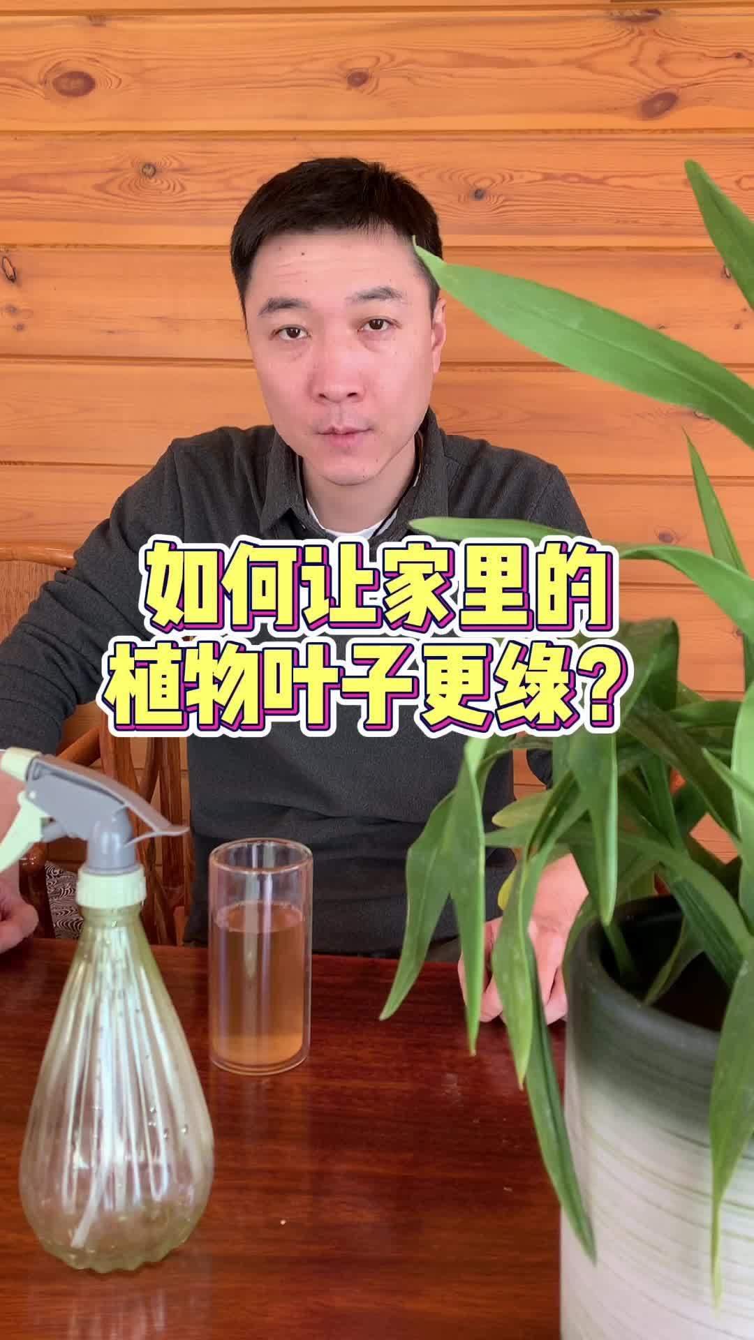 如何让家里的植物叶子更绿?