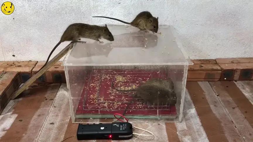 家里来了个"第三者",网友自制的电击捕鼠器,效率超高