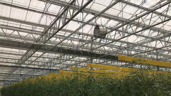 无土栽培番茄的种植确实是需要技术的,参观过很多的基地,唯一看着...