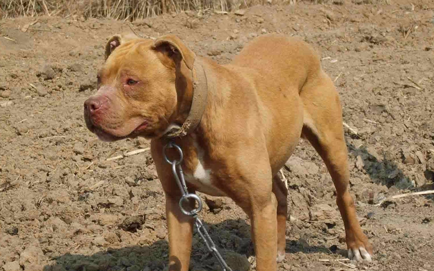 世界第一凶犬,打起来就疯了,只要不死就绝不松口!