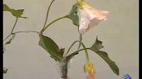 植物的根和茎