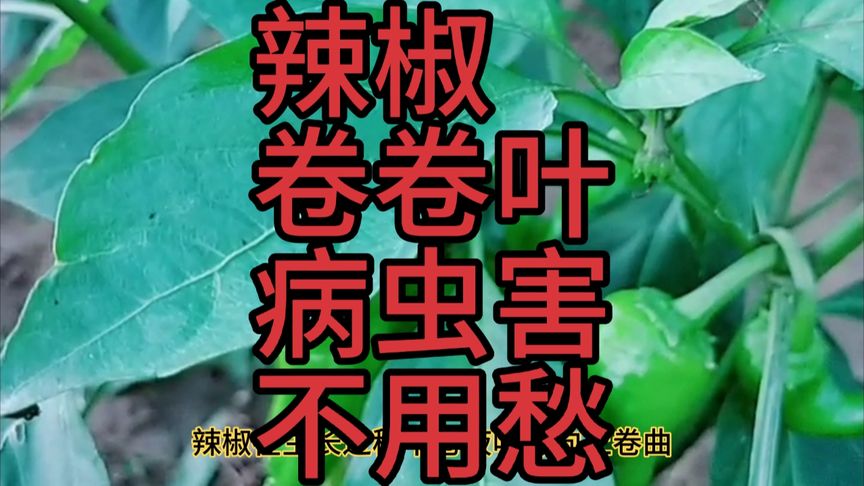 辣椒在生长过程中卷卷叶子不用愁,这样管理