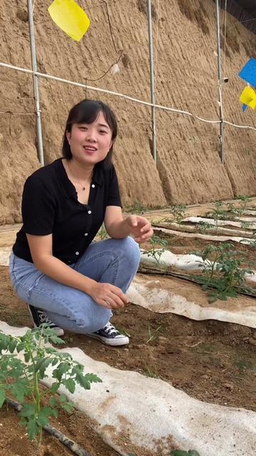 轻简化无土栽培优势多多,地步隔离土壤杜绝土传病害,减少人工与肥料...