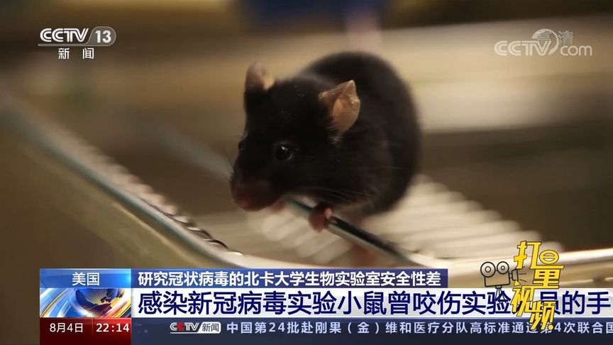 美实验室安全性差,感染新冠病毒的小鼠曾咬伤实验人员|国际时讯