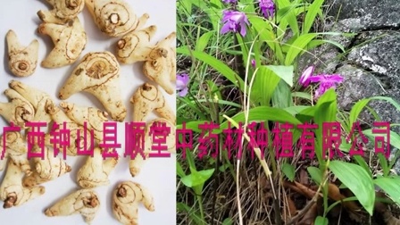 白芨的美容功效|白芨价格|白芨种植|白芨种植技术|白芨价格走势